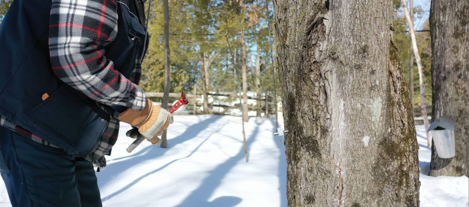 Traditionnal Sap Collecting | LS Bilodeau