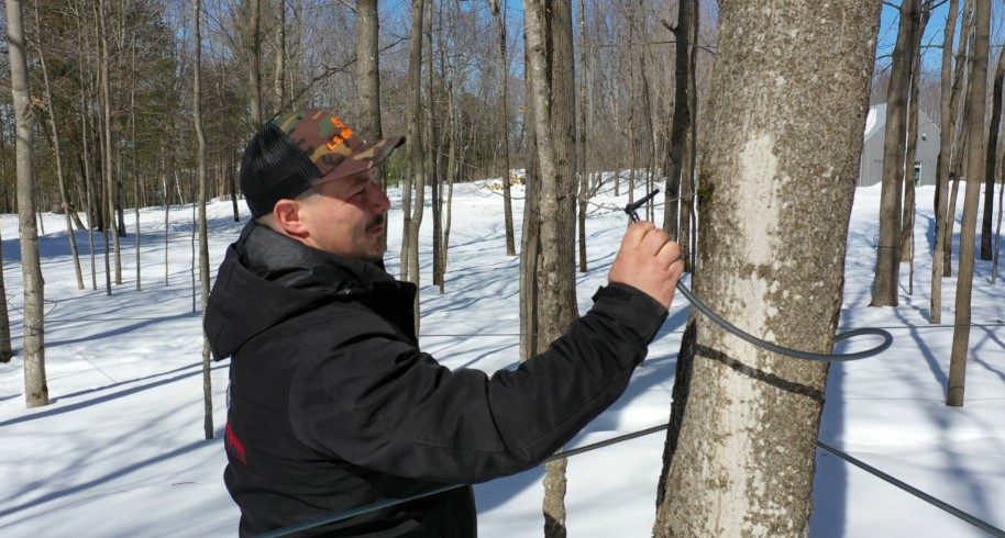 What is maple syrup production | LS Bilodeau