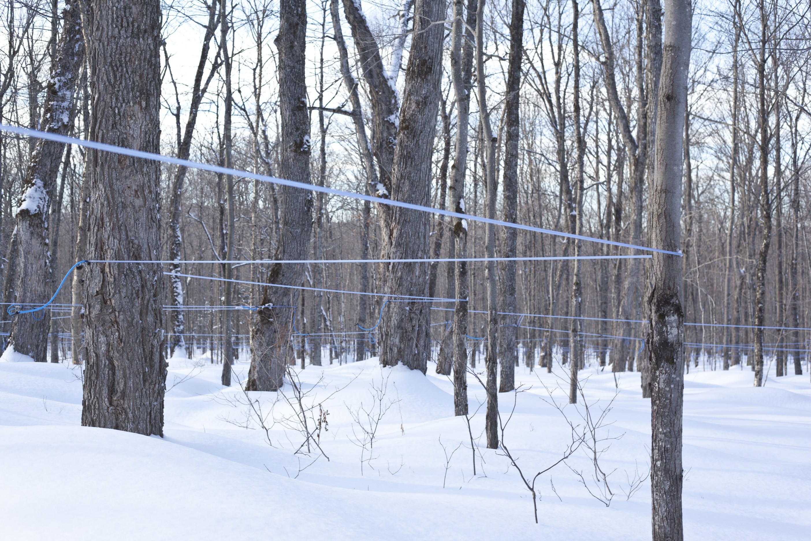 5/16 and 3/16 tubing | LS Bilodeau